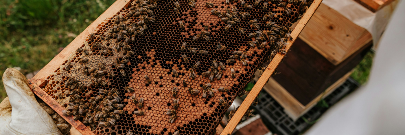 Varroa Mite Australia Management How-tos & Treatments - Ecrotek ...